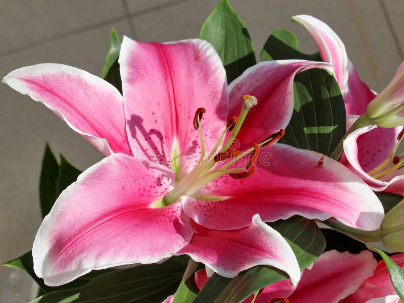 Beautiful big lily flower stock photo. Image of delicate - 92754112