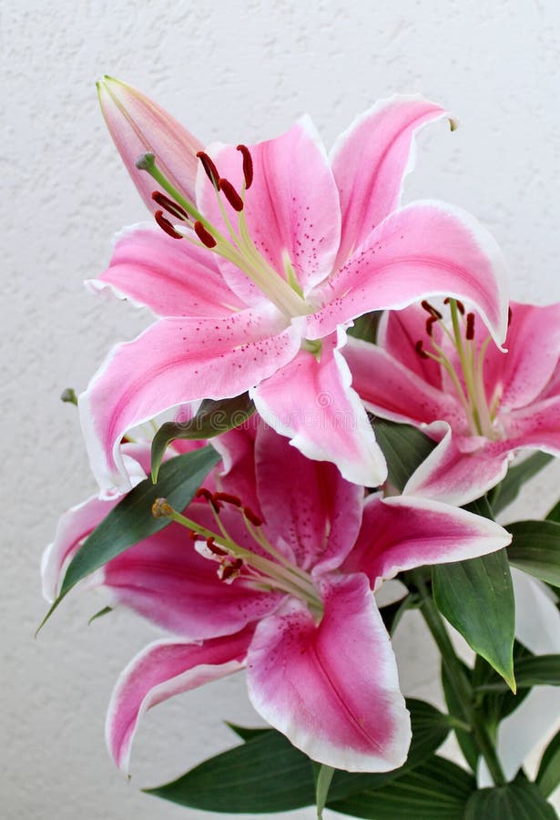 Beautiful big lily flower stock image. Image of celebration - 92754181