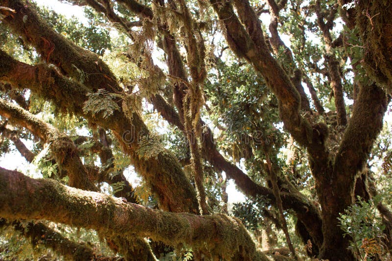 Beautiful Big Old Trees in a Laurel Forest Fanal in Madeira Stock Photo ...