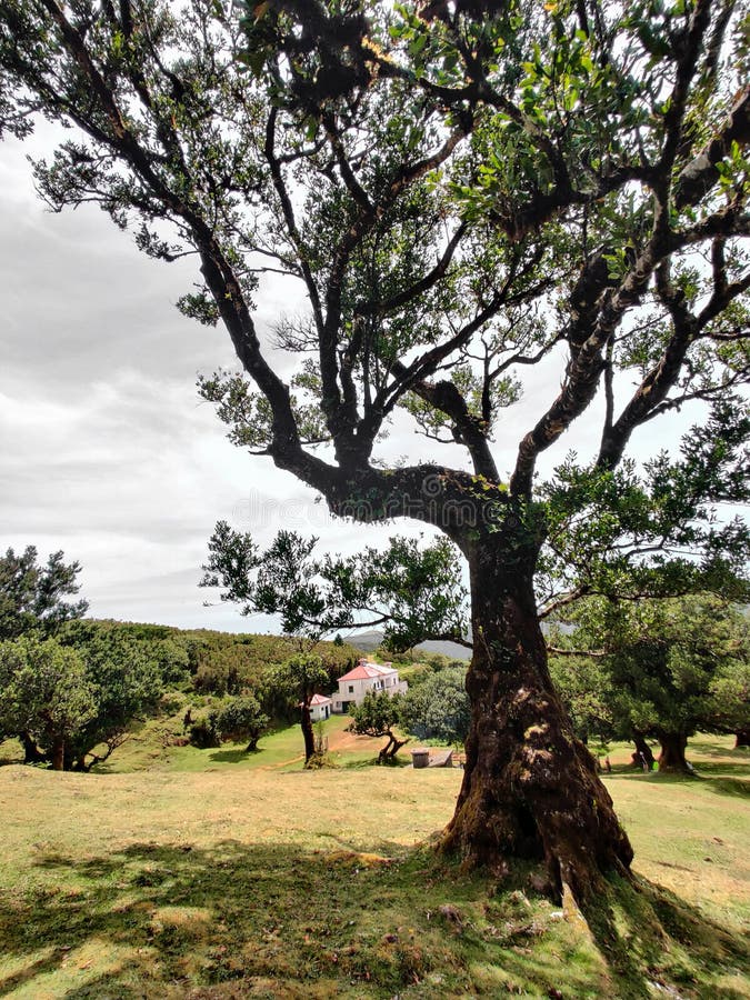 Beautiful Big Old Trees in a Laurel Forest Fanal in Madeira Stock Photo ...