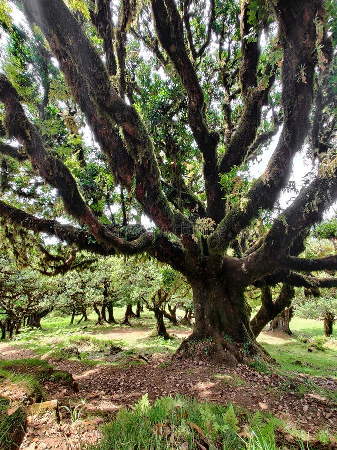 Beautiful Big Old Trees in a Laurel Forest Fanal in Madeira Stock Image ...