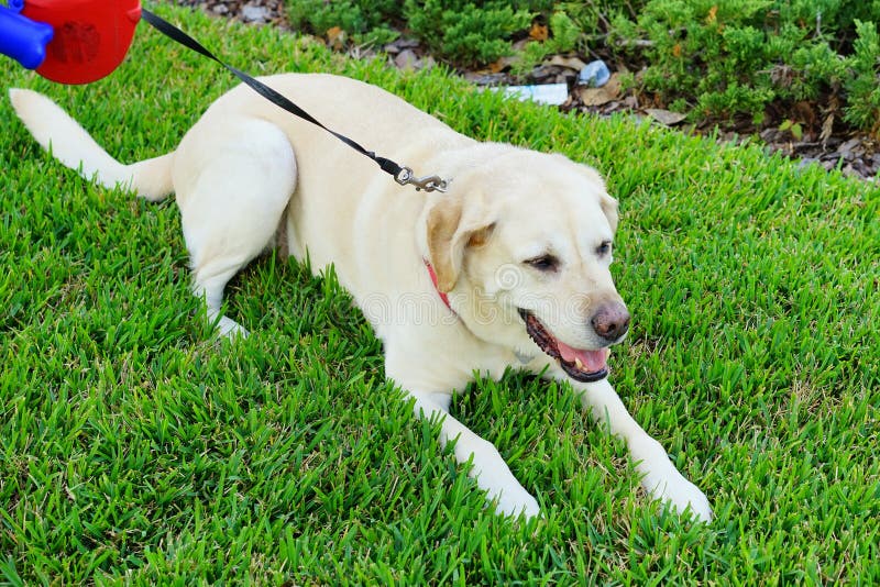 Beautiful Big Old White Dog Taking Break Stock Photos - Free & Royalty ...
