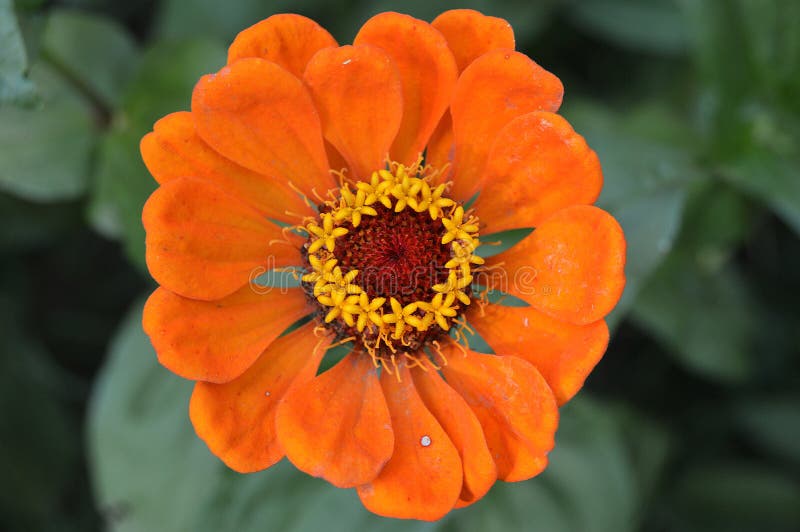 A Beautiful Big Orange Flower Stock Photo - Image of smell, star: 43541530