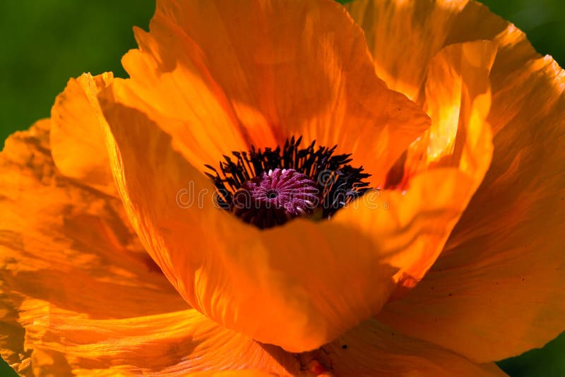 Beautiful ,big Orange Poppy Flower Stock Photo - Image of orange ...