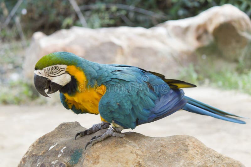 Beautiful big parrot stock photo. Image of brazil, parrot - 85676806