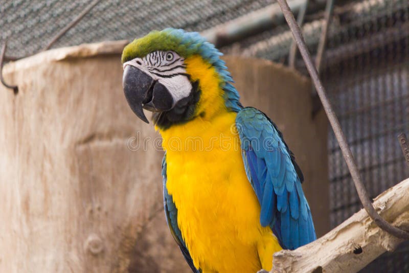 Beautiful big parrot stock photo. Image of macaw, animal - 85676858