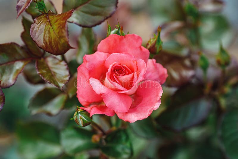 Beautiful Big Pink Rose in Garden, Closeup Stock Photo - Image of ...