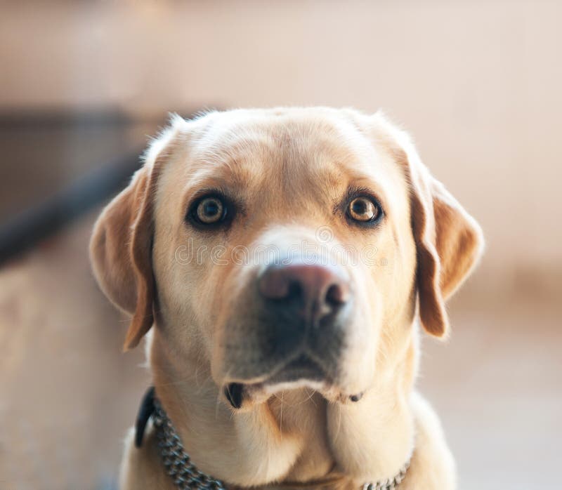 Beautiful big stock image. Image of indoors, pedigreed - 59606221