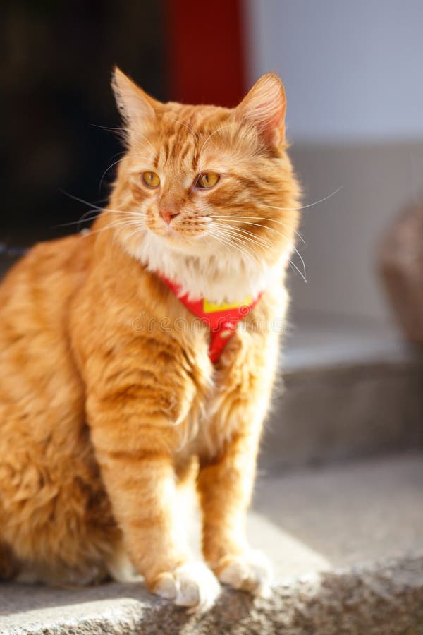 Beautiful Big Red Cat Sitting Looking Around Stock Photo - Image of ...