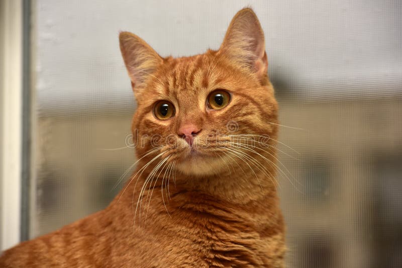 Beautiful big red cat stock photo. Image of hunter, cute - 101097526