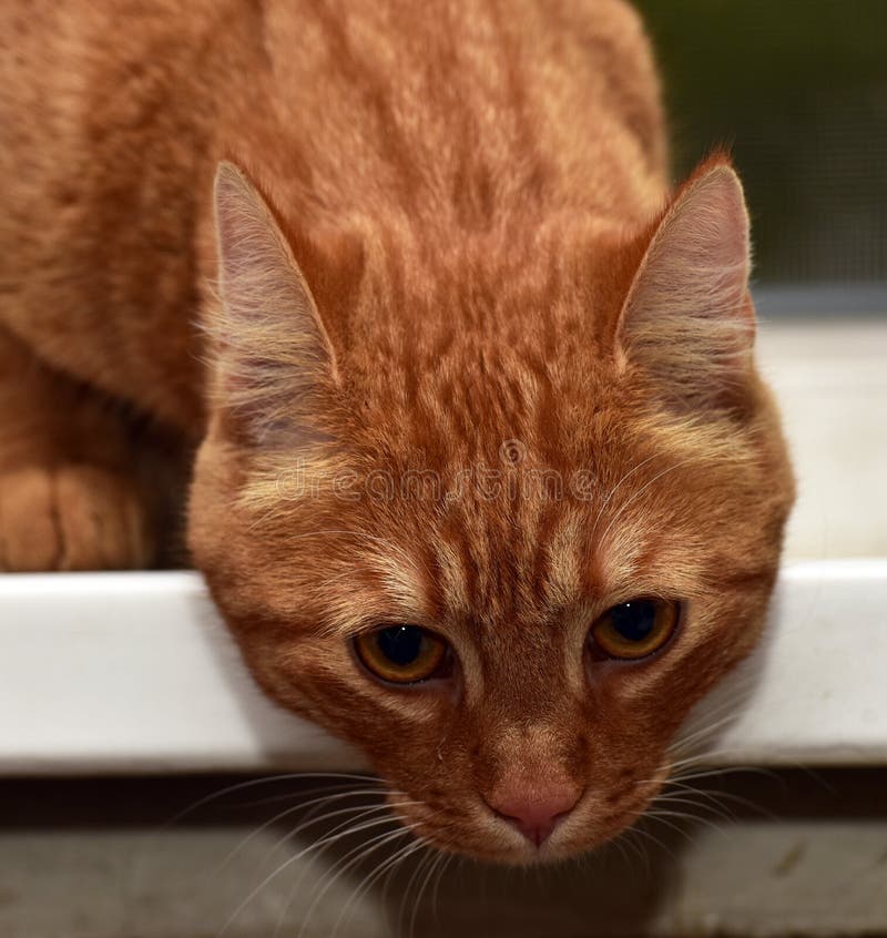 Beautiful big red cat stock image. Image of expression - 101097285