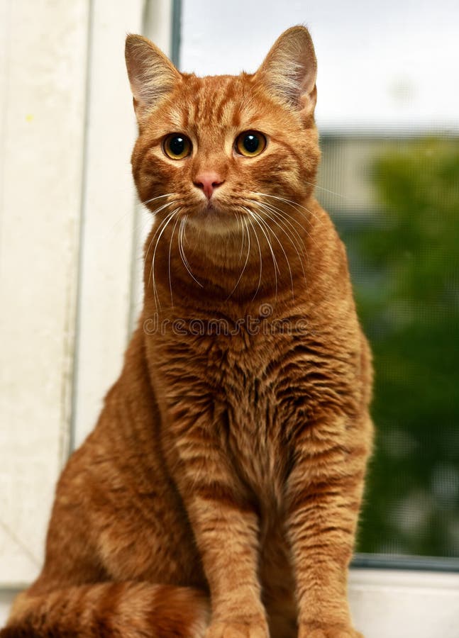 Beautiful big red cat stock photo. Image of creature - 101098504