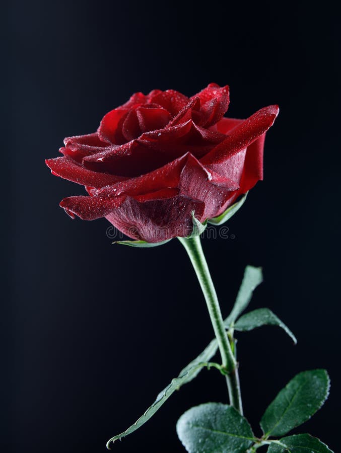 Beautiful Big Red Rose on a Black Background Stock Photo - Image of ...