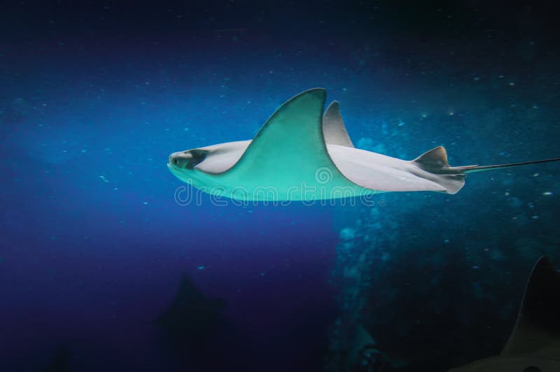 Large Stingray for Sale stock photo. Image of stinger - 44220344