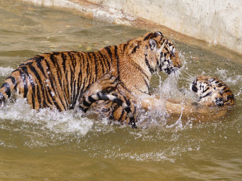 Playing Tiger Cubs. Young Tiger Stock Image - Image of species, large ...