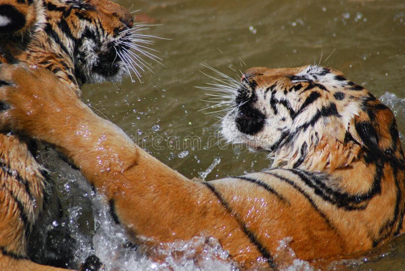 A Beautiful Big Tiger is Playing in a Pool of Water in a Zoo Stock ...
