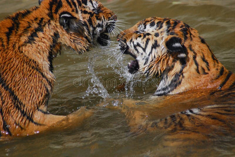 A Beautiful Big Tiger is Playing in a Pool of Water in a Zoo Stock ...