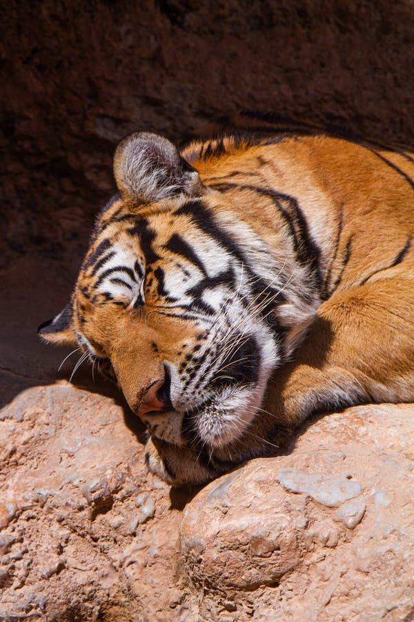 A Beautiful Big Tiger is Resting and Walking Around the Zoo Stock Image ...