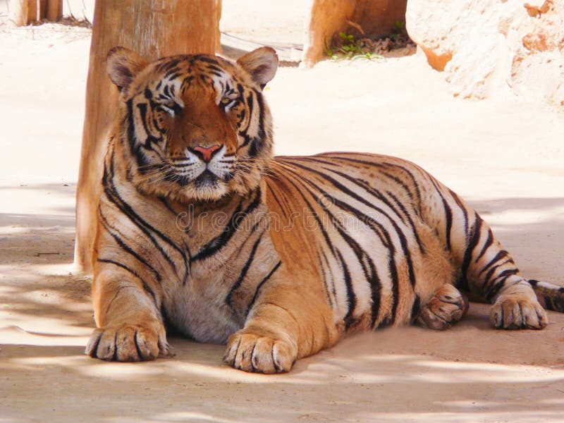 A Beautiful Big Tiger is Resting and Walking Around the Zoo Stock Photo ...