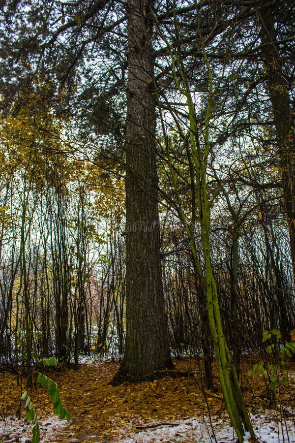 Beautiful Big Tree in the Autumn Forest with Snow. Background. Stock ...