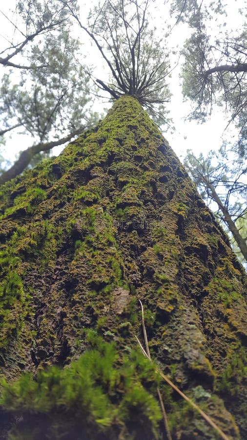 Beautiful Big Tree in Forest Beatiful Stock Image - Image of beatiful ...