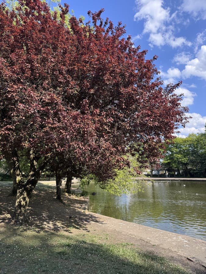 Beautiful Big Tree with Red Leaves Near Pond with Ducks in it Stock ...