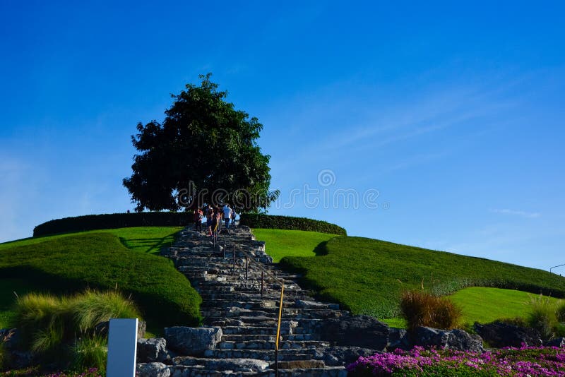 Big Tropical Tree Picture. Image: 15257900