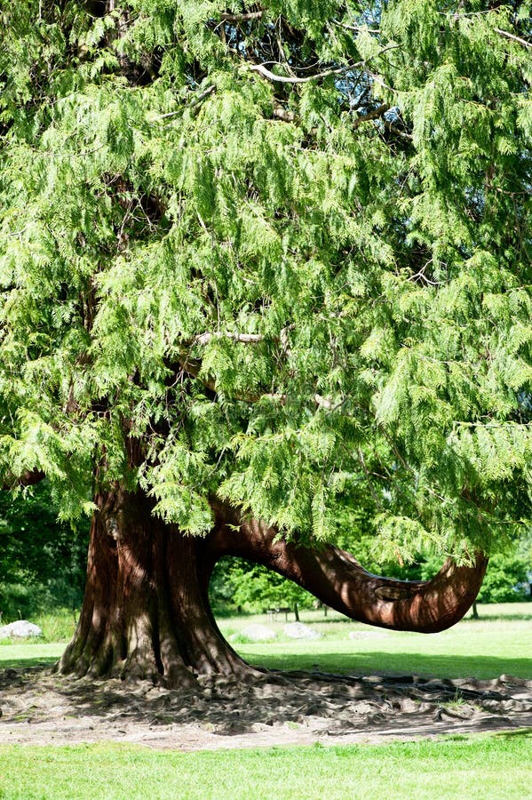 Beautiful tree near water stock photo. Image of river - 31850136
