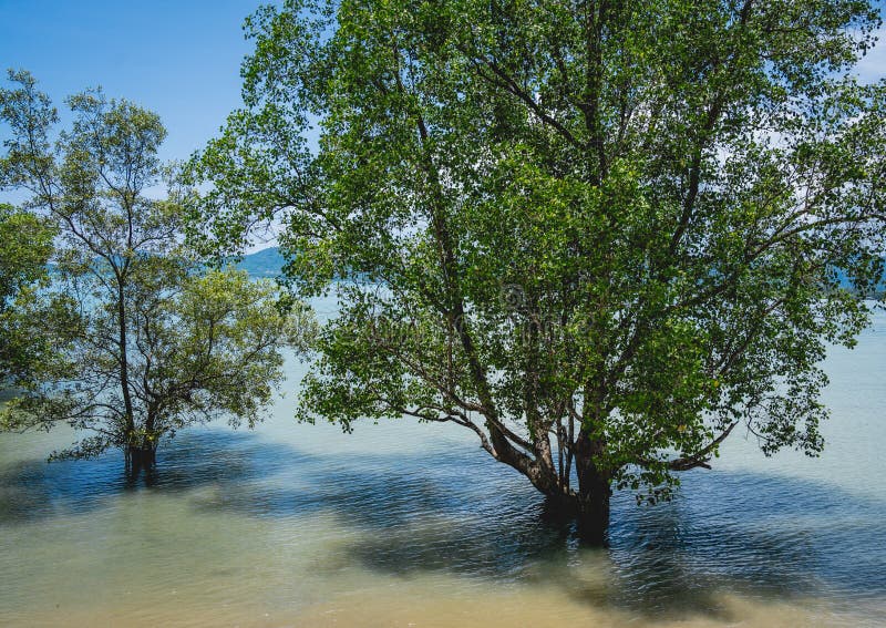 Beautiful Big Trees Inside the Big Lake Stock Photo - Image of forest ...