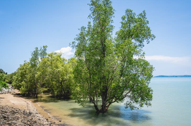 Beautiful Big Trees Inside the Big Lake Stock Photo - Image of forest ...