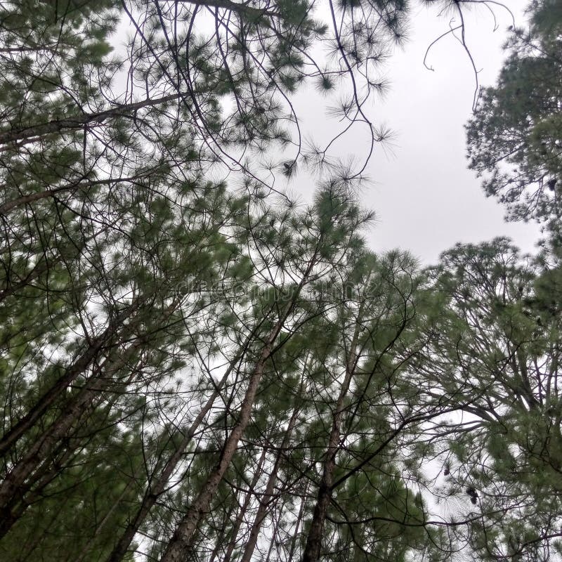 Beautiful Big Trees on Mountains in Valey Stock Image - Image of trees ...