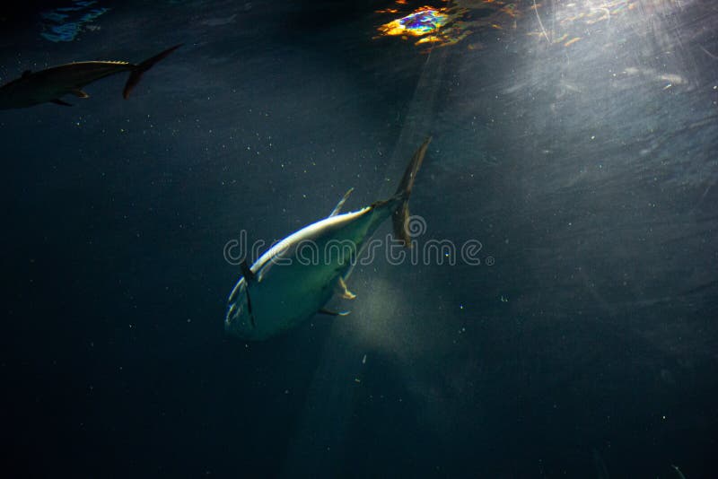 Beautiful Big Tuna Fish Underwater with Ray of Light Stock Photo ...