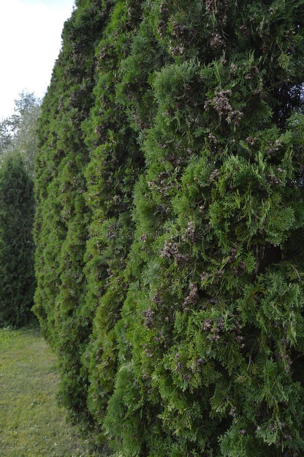 Beautiful Big Wall of Bushes Stock Photo - Image of wall, bushes: 146136528