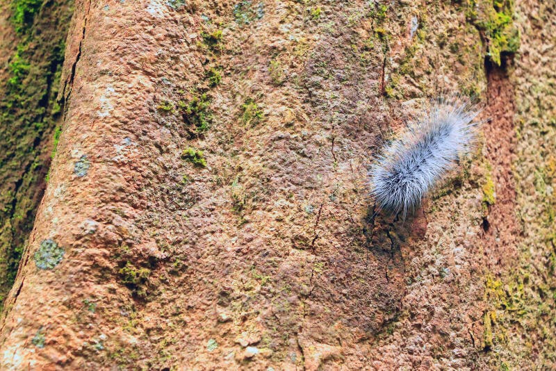 Beautiful Big Worm Movement on Tree Stock Photo - Image of plant ...