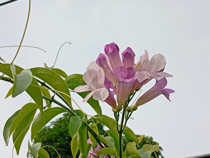 Beautiful Bignonia Flower Display Portrait Stock Photo - Image of park ...