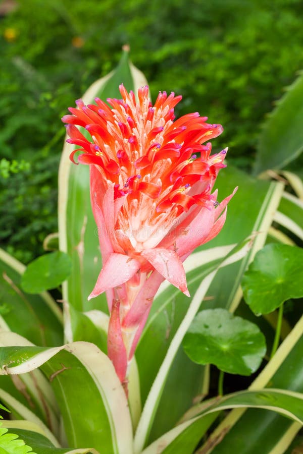 Bromeliad, Ananas Comosus, Pineapple Stock Photo - Image of flower ...