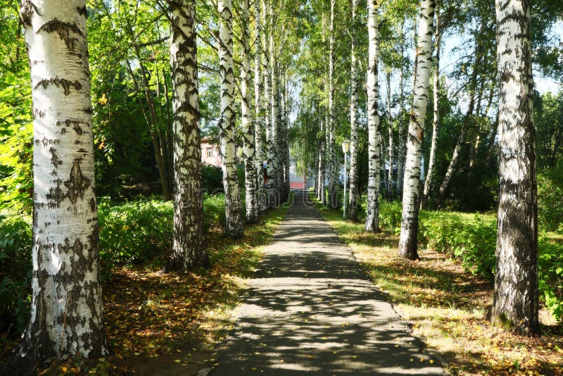 The beautiful birch avenue stock photo. Image of leaves - 140118858
