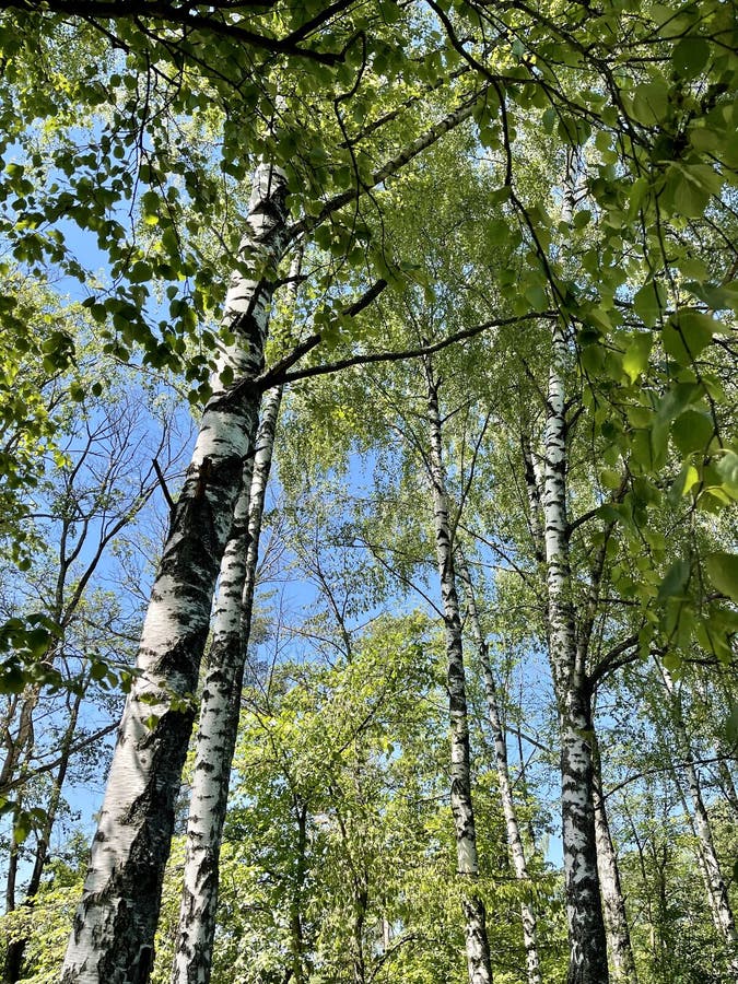 Beautiful Birch Trees at the Edge of the Forest Stock Image - Image of ...