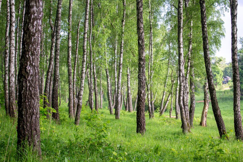 Beautiful birch grove stock photo. Image of environment - 140791646