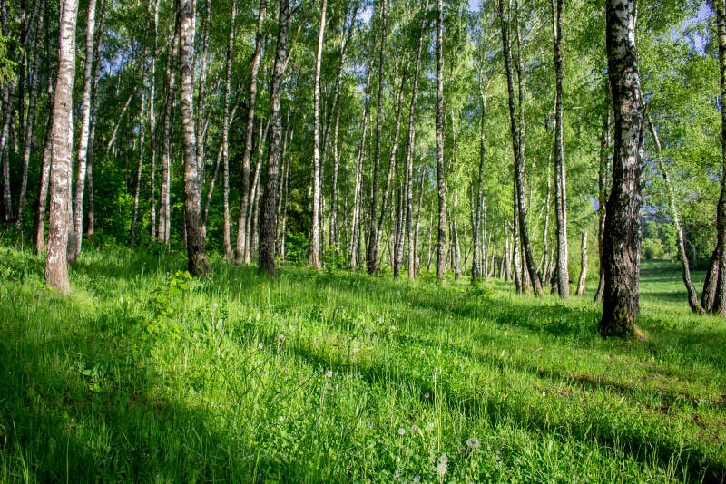 Beautiful birch grove stock photo. Image of grass, beauty - 140791734
