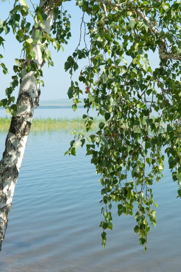 Beautiful Birch Tree on the Lake Shore. Tree on the Background of the ...