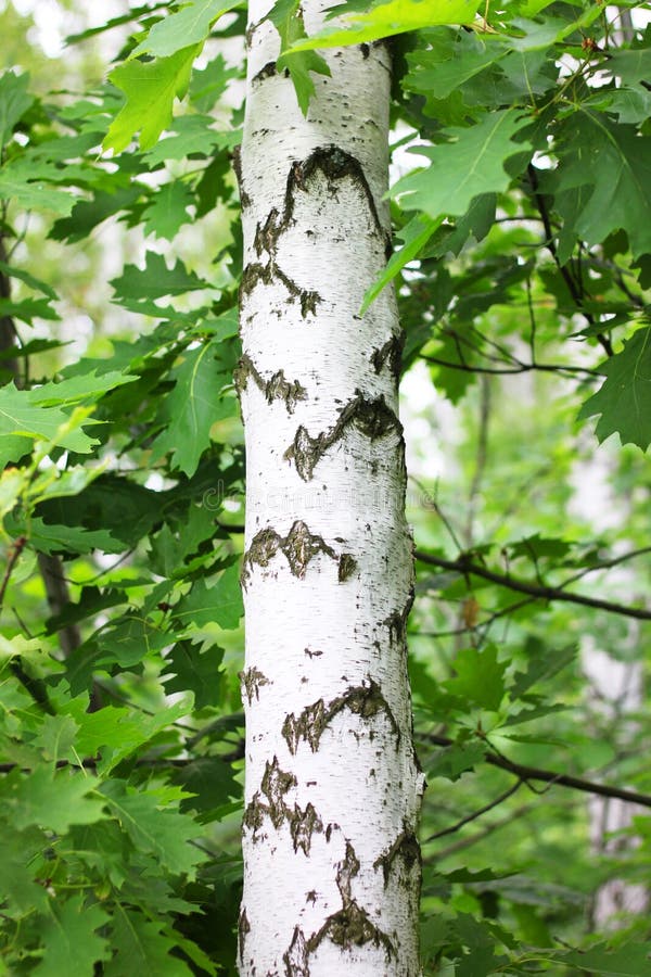 Beautiful Birch Tree with White Birch Bark Stock Photo - Image of ...