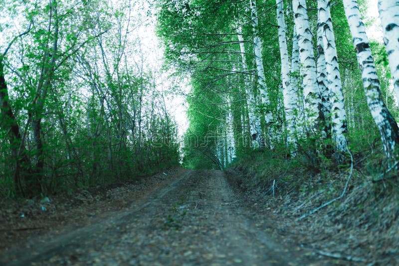 Beautiful Birch Trees Along a Country Road Stock Photo - Image of trees ...
