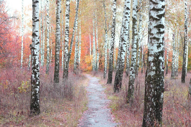 Beautiful Birch Trees in Autumn Stock Image - Image of natural ...