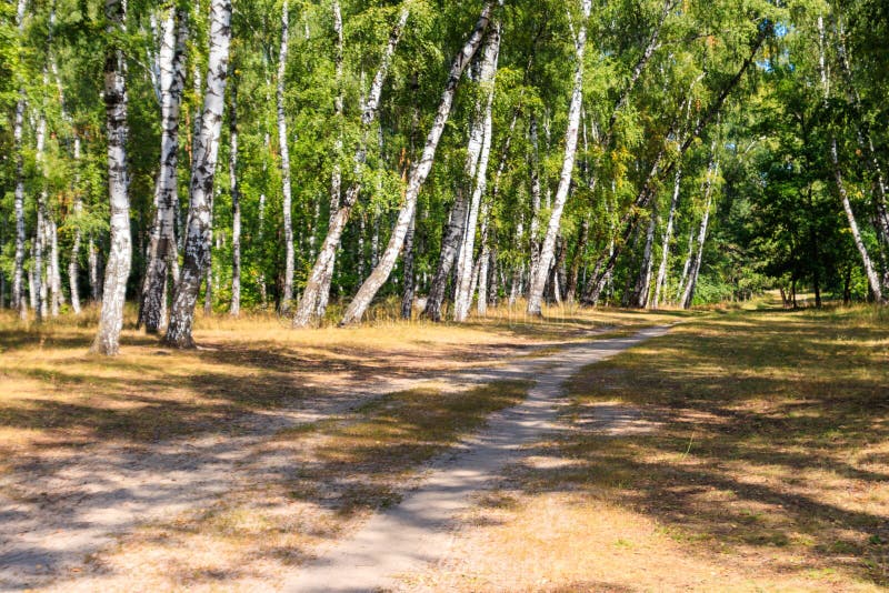 Beautiful Birch Trees in Birch Forest at Summer Stock Image - Image of ...