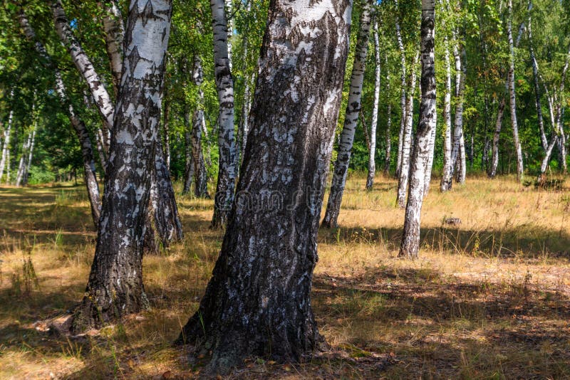 Beautiful Birch Trees in Birch Forest at Summer Stock Photo - Image of ...