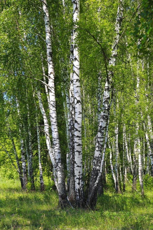 Beautiful Birch Trees in the Summer Forest Stock Photo - Image of ...