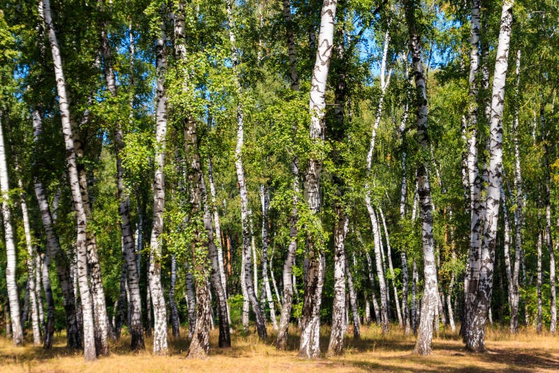 Beautiful Birch Trees in Birch Forest at Summer Stock Photo - Image of ...