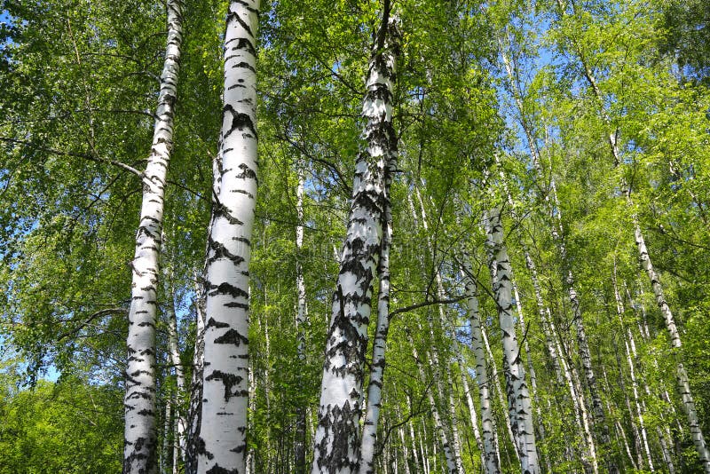 Beautiful Birch Trees in the Forest Stock Photo - Image of grass ...