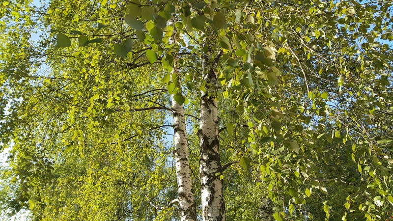 Beautiful Birch Trees at the Edge of the Forest Stock Image - Image of ...